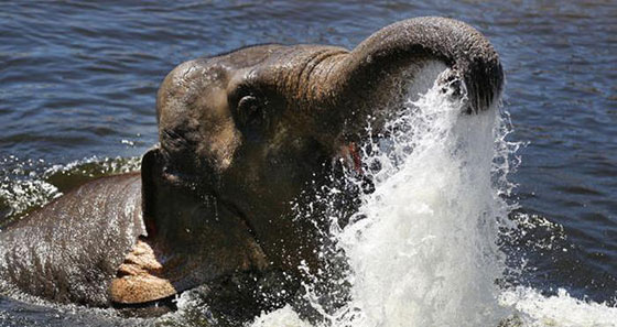 shayefpro.com > قضايا غريبة جدا وصلت المحاكم: هل وافق القاضي على دعواهم؟؟